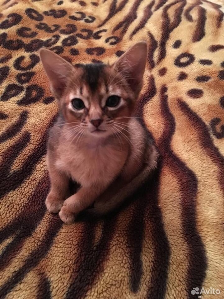 Сомалийская кошечка