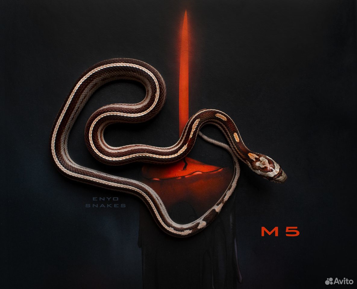 Маисовый полоз