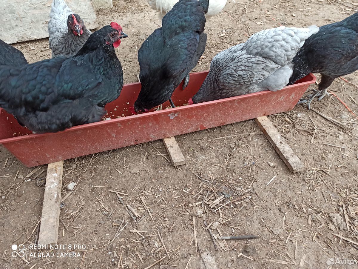 Куры несушки