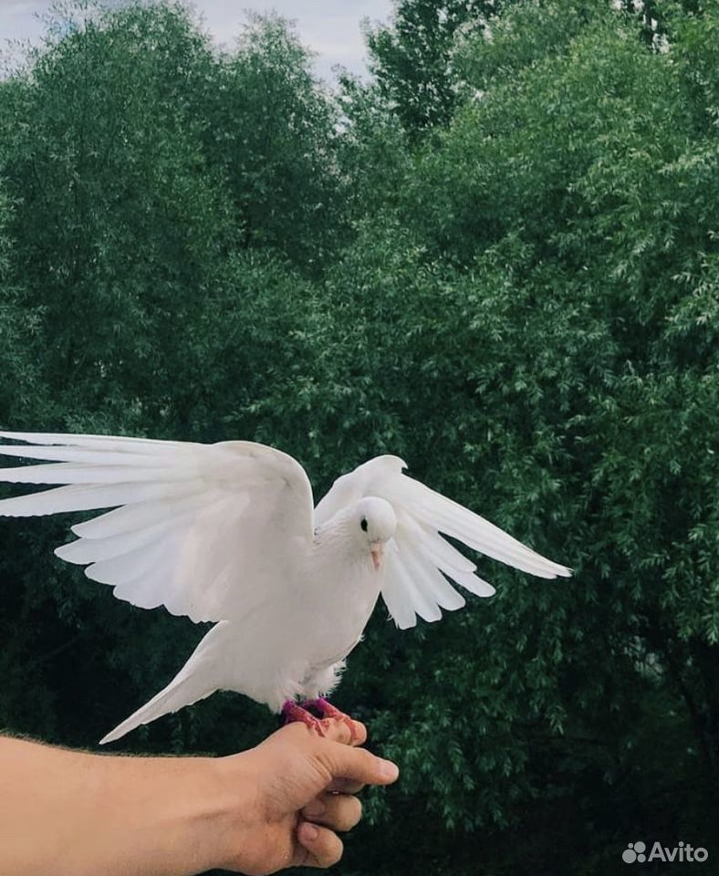 Голубь белый