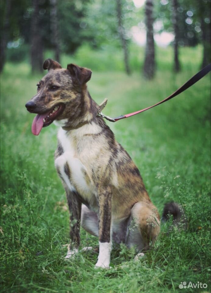 Тигра 1 год из приюта в добрые руки