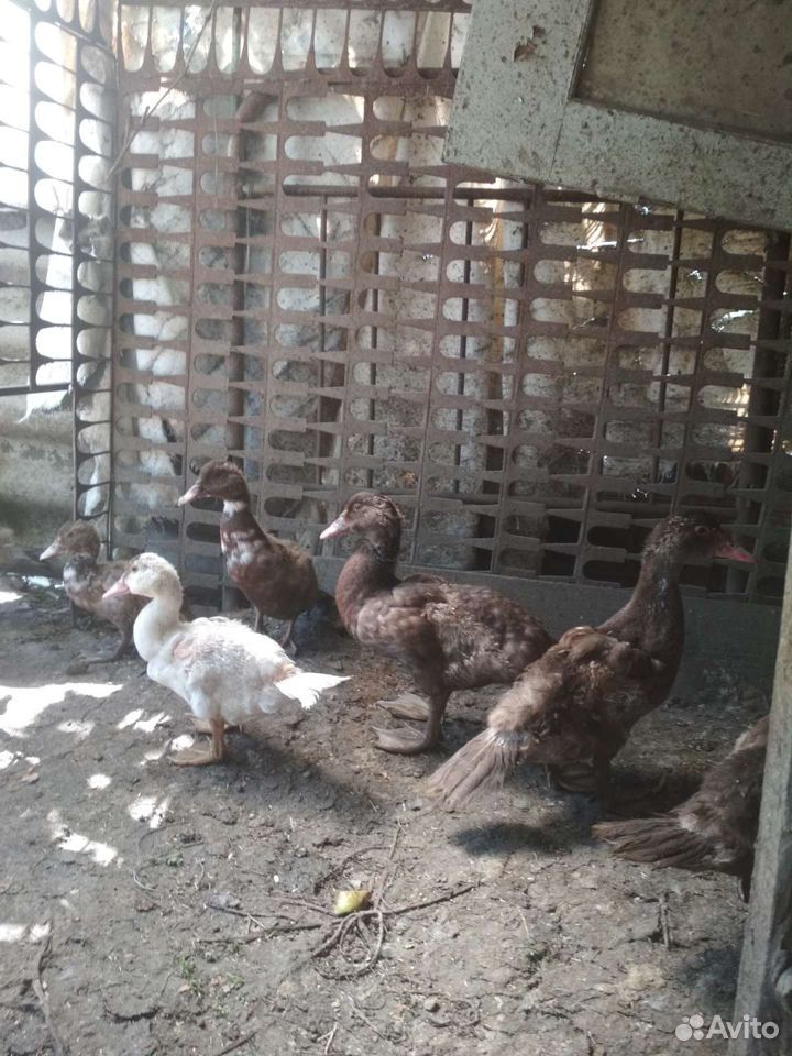 Утки и гуси