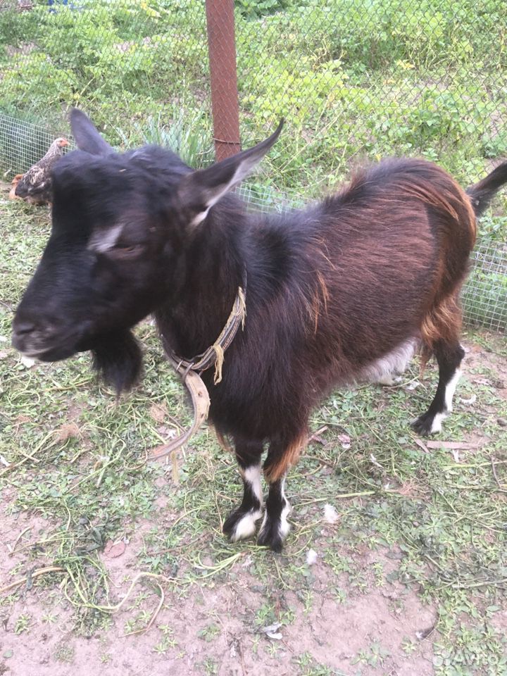 Козел Альпийский 1.6 года