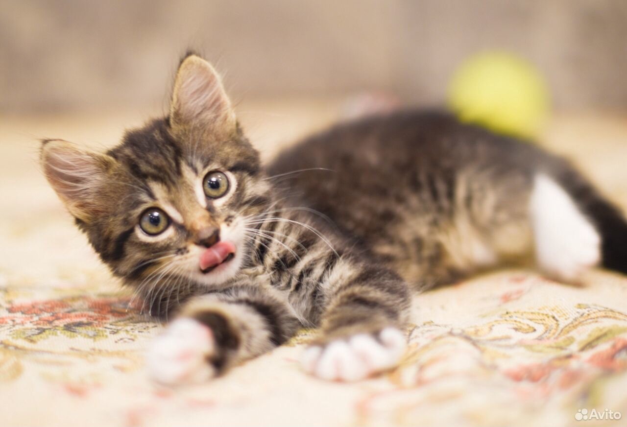 Котёнок 2,5 месяцев в добрые руки