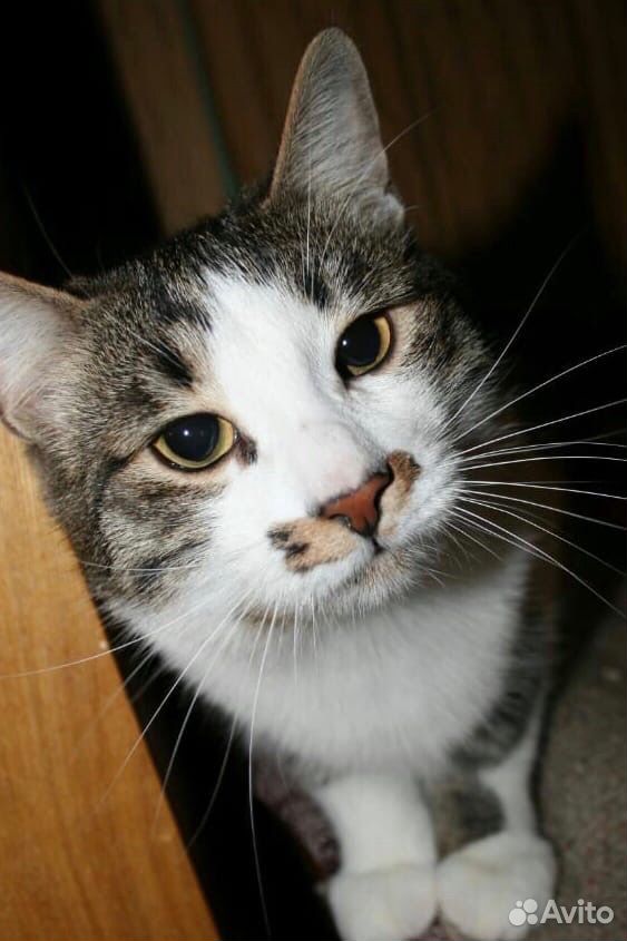 Кот