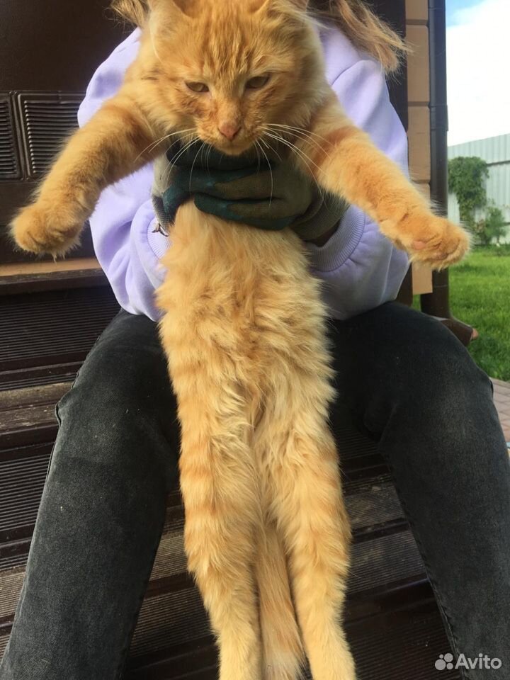 Рыжий котенок 4 мес, самец