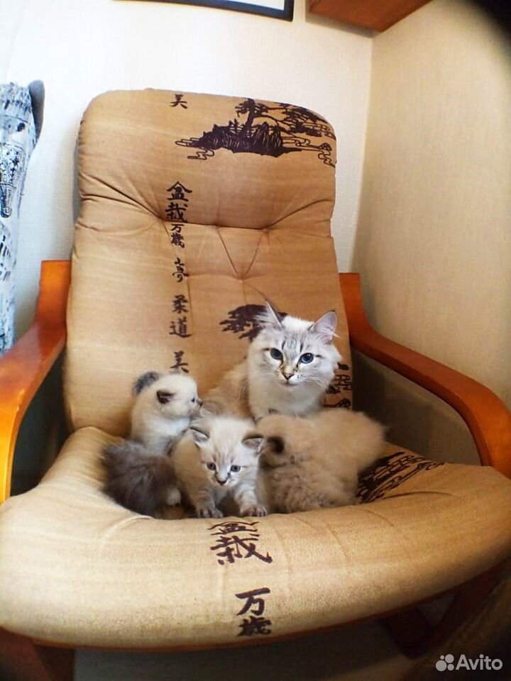 Невские пушистики