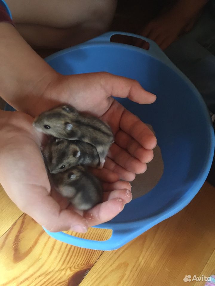 Хомяки Малыши джунгарики