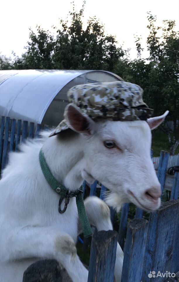 Козел зааинский