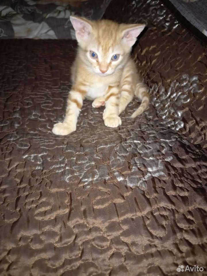 Котик