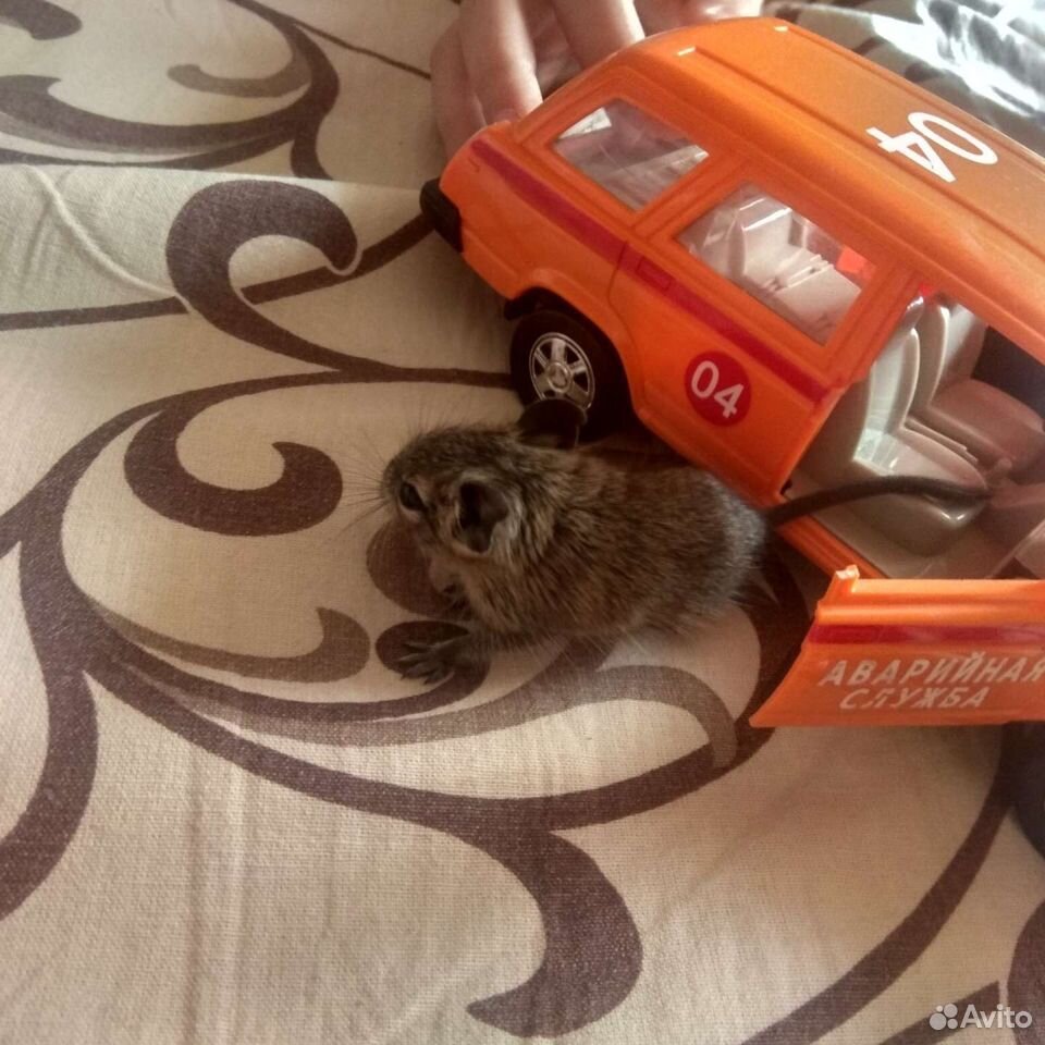 Белочки Дэгу