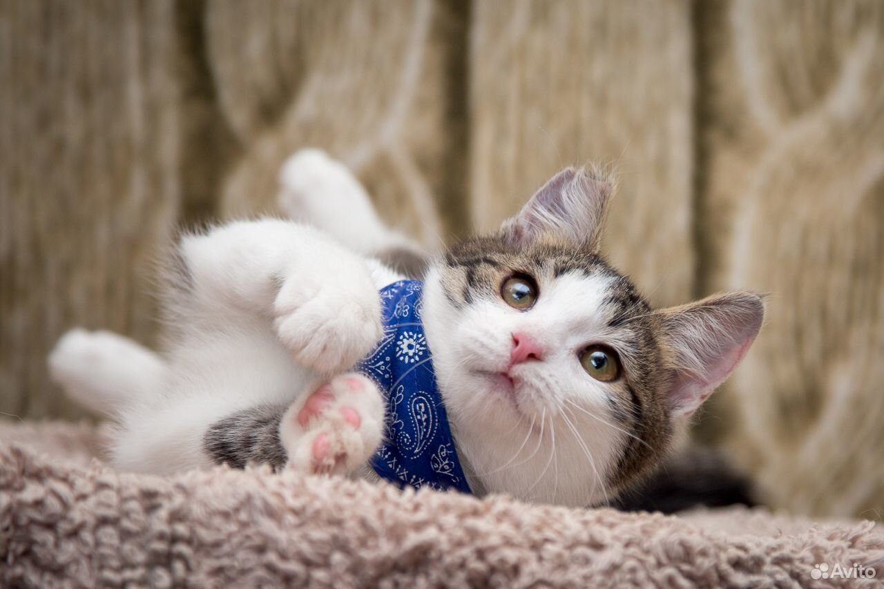 Котёнок 4 месяца в добрые руки