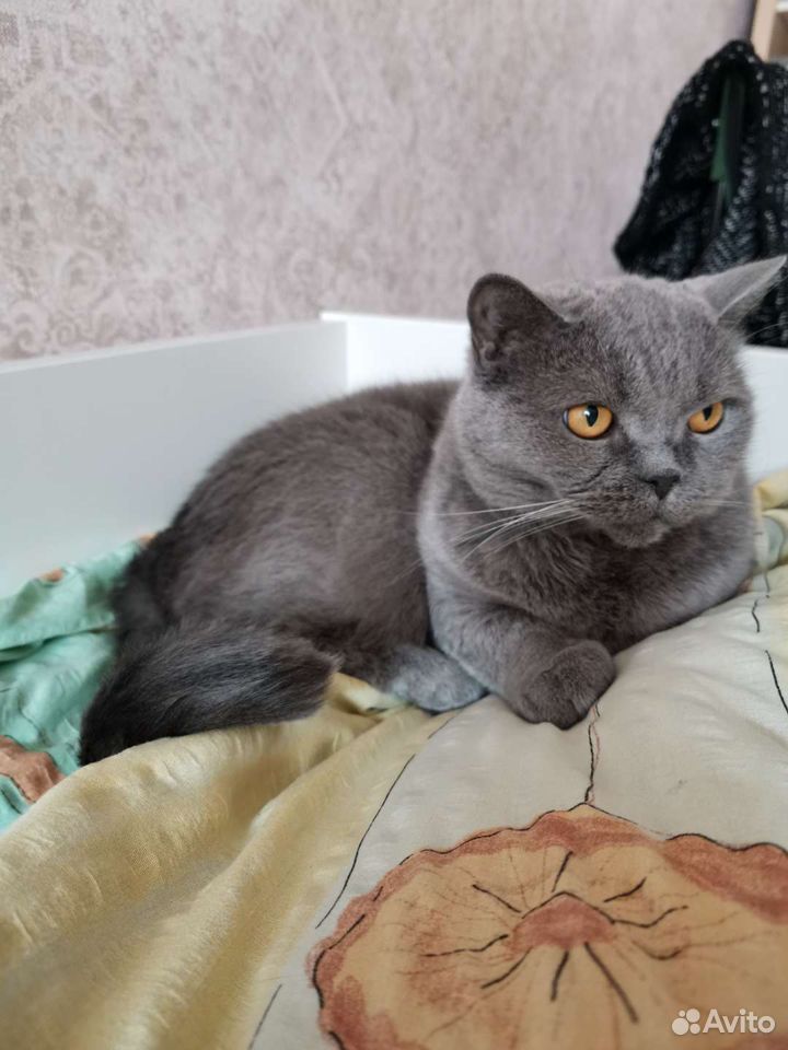 Скотиш страйт