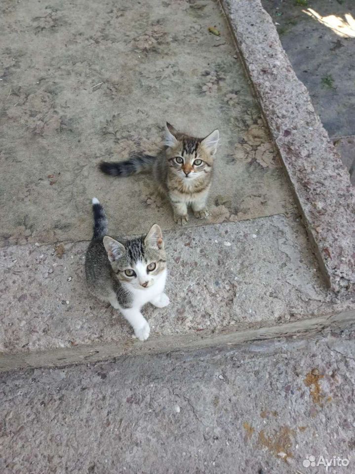 Котята