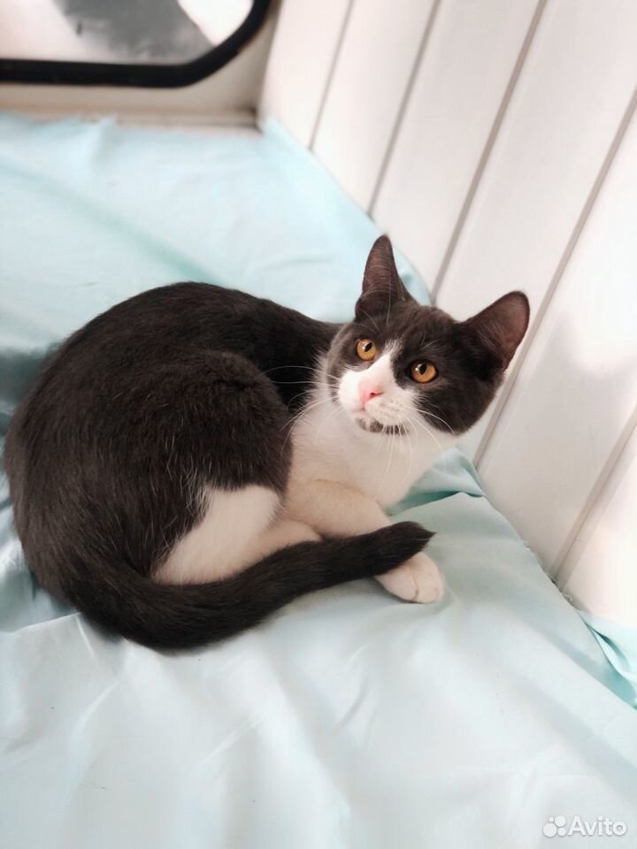 Фунтик ищет дом