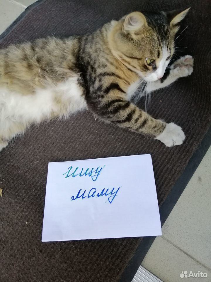 Ищу новую семью