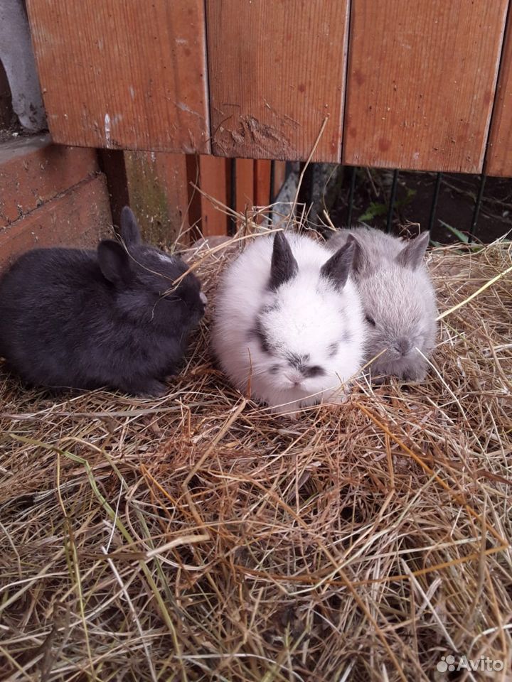 Крольчата карликовые