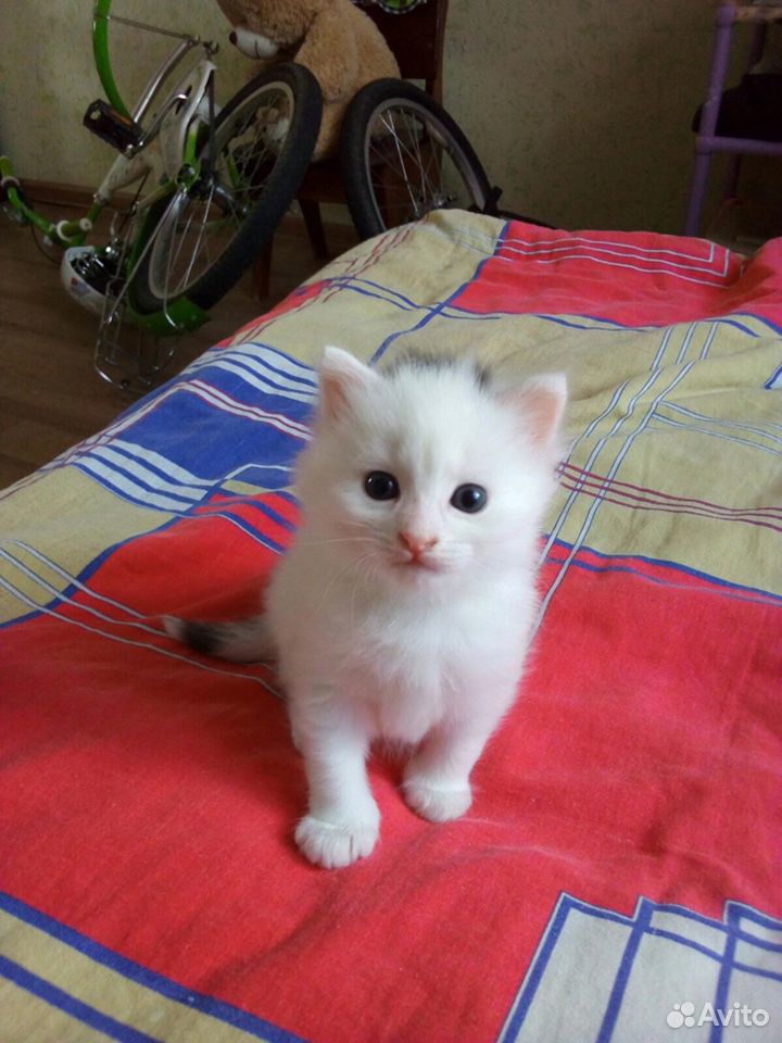 Котёнок