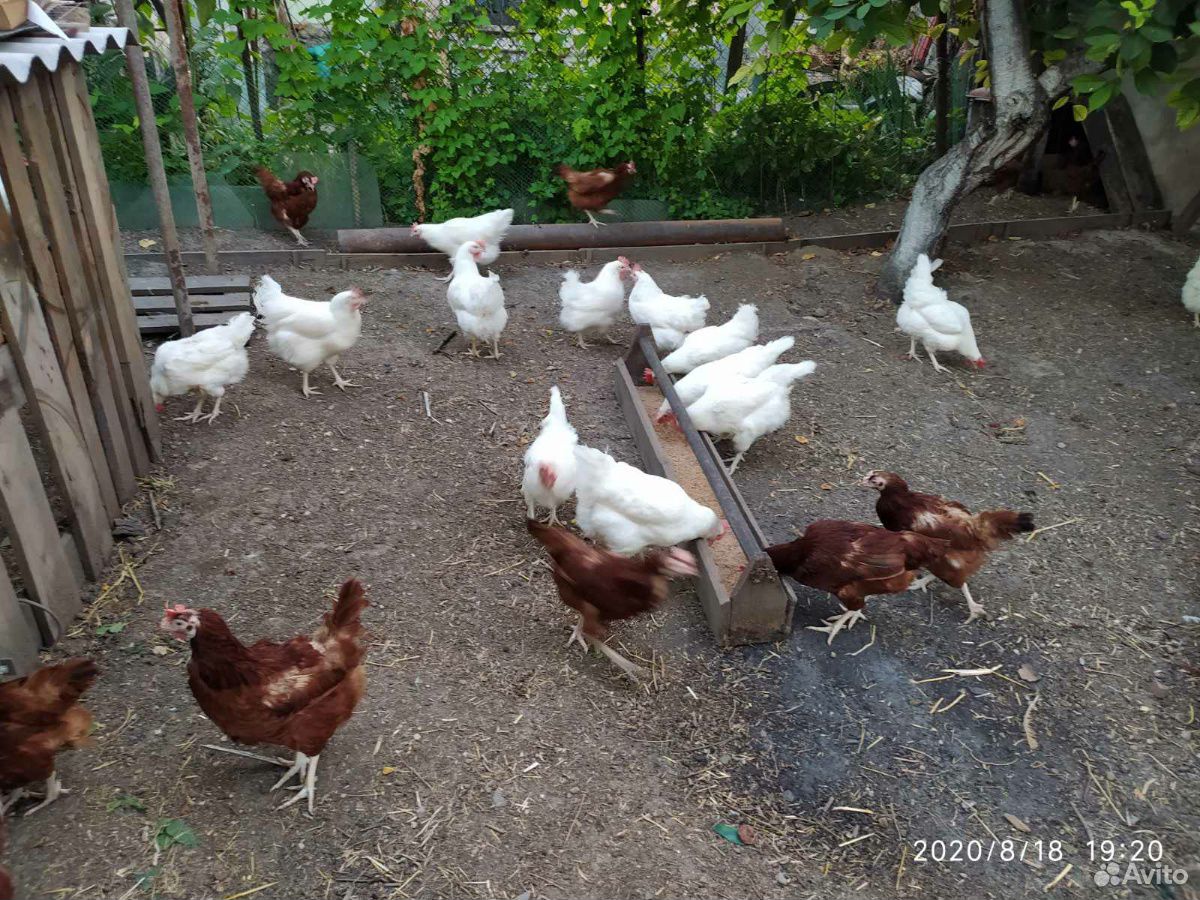Куры несушки