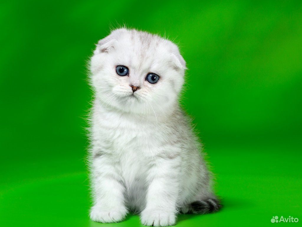 Шотландские шиншиллы