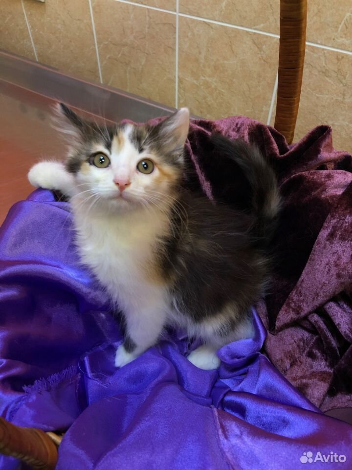 Благополучная кошечка-крошечка