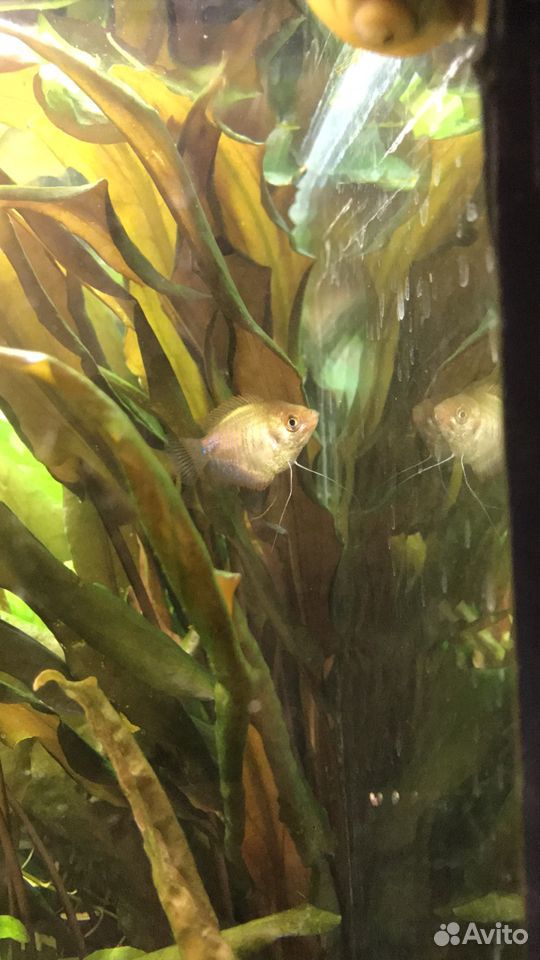 Растения для аквариума