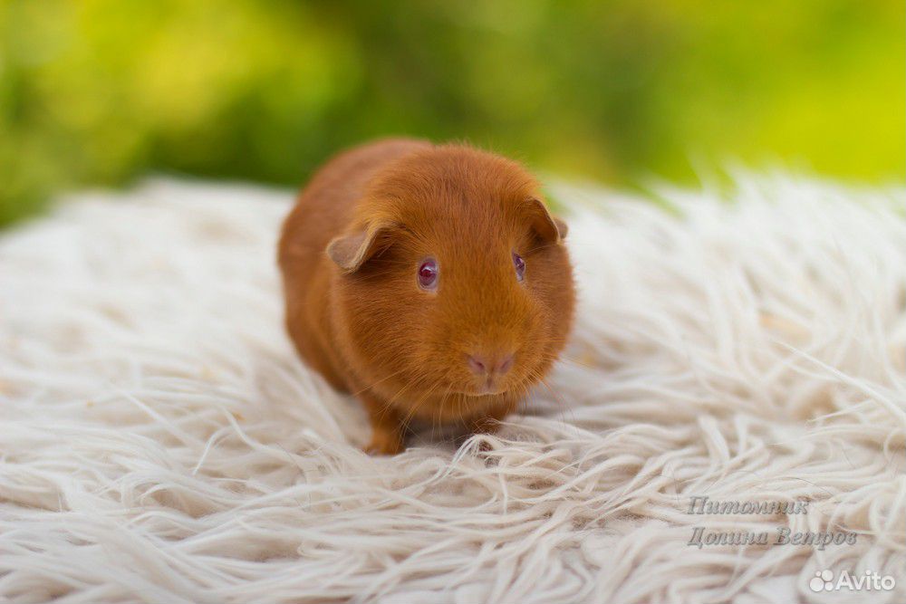 Морская свинка золотая гладкошерстная