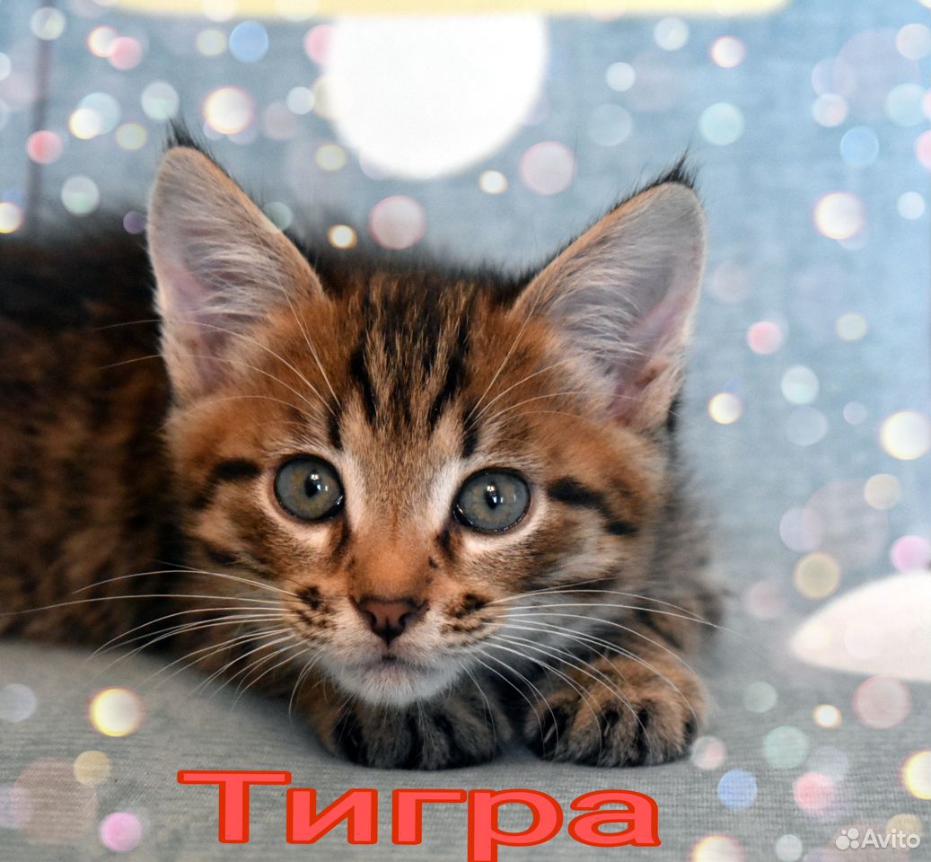 Котенок Тигра мальчик 2 месяца