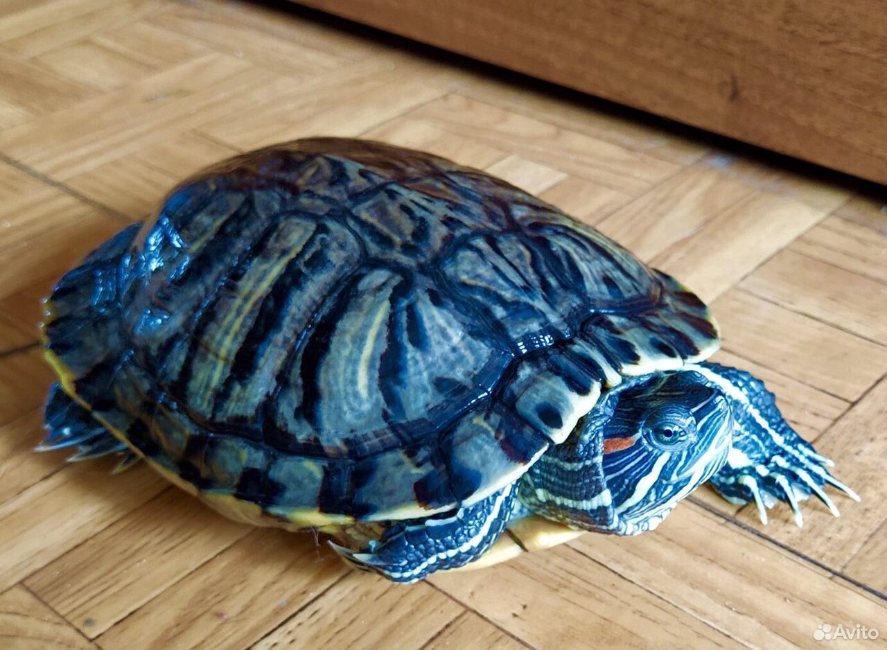 2 водные Красноухие черепахи