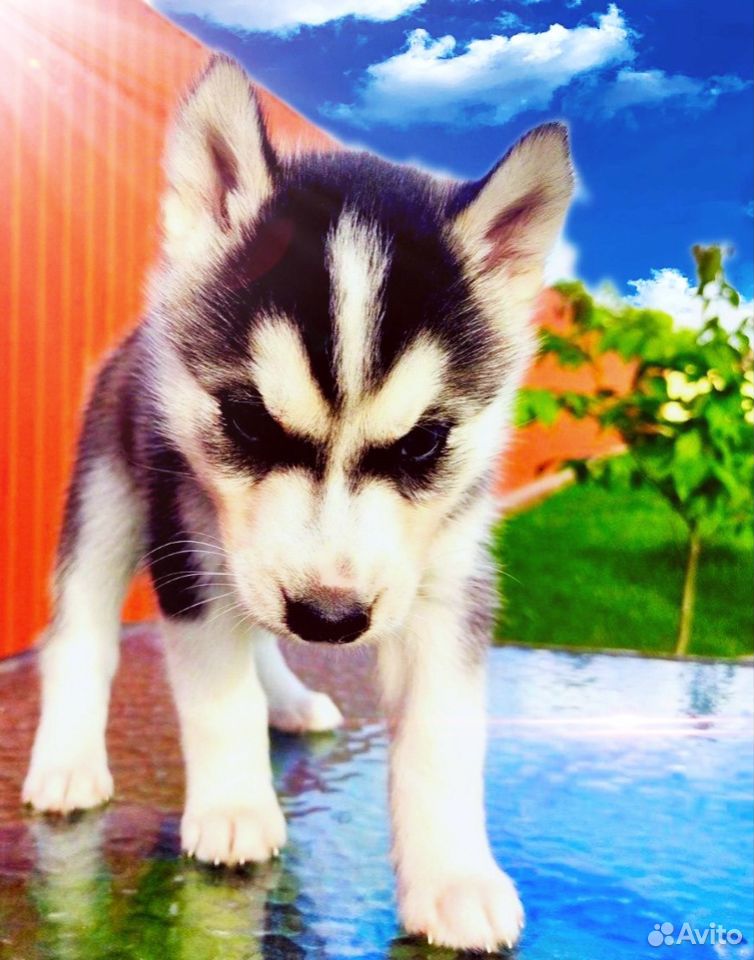 Сибирский Хаски Щенята