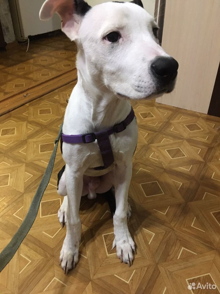 Стафф Стаффордшир Собака