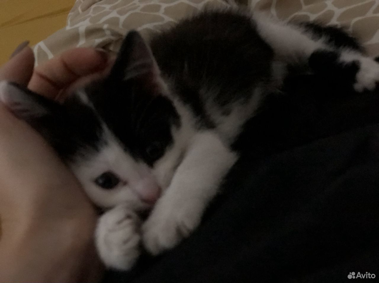 Котёнок ищет дом