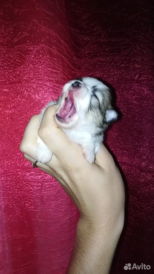 Микро малыш померанский шпиц мальчик