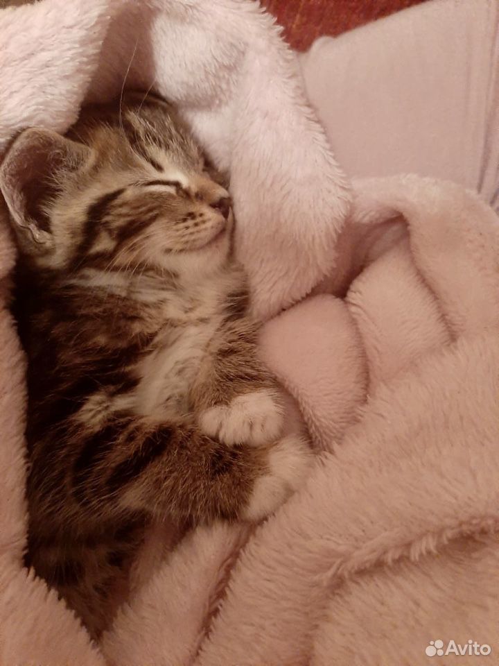 Котенок