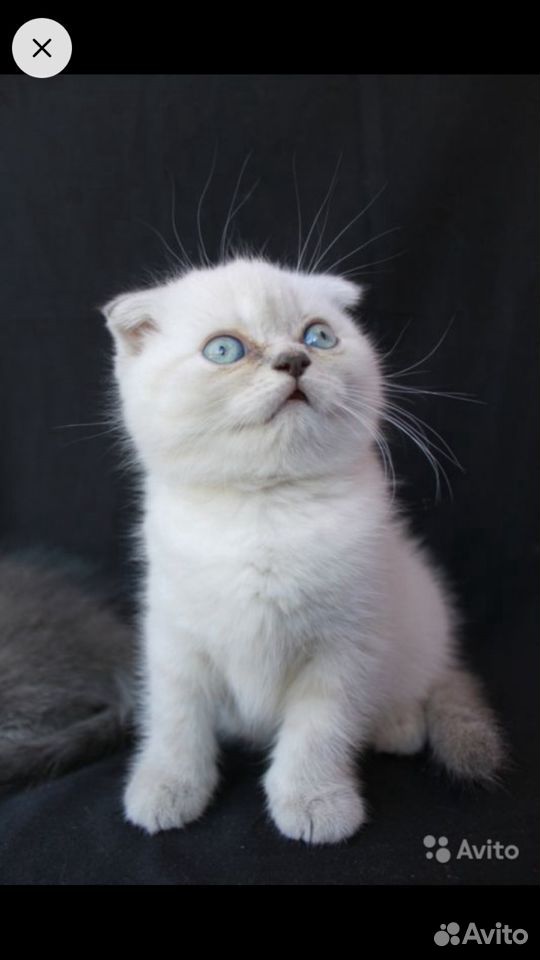 Вислоухие котята шотландцы