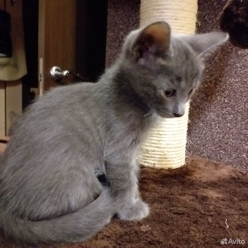 В добрые ручки