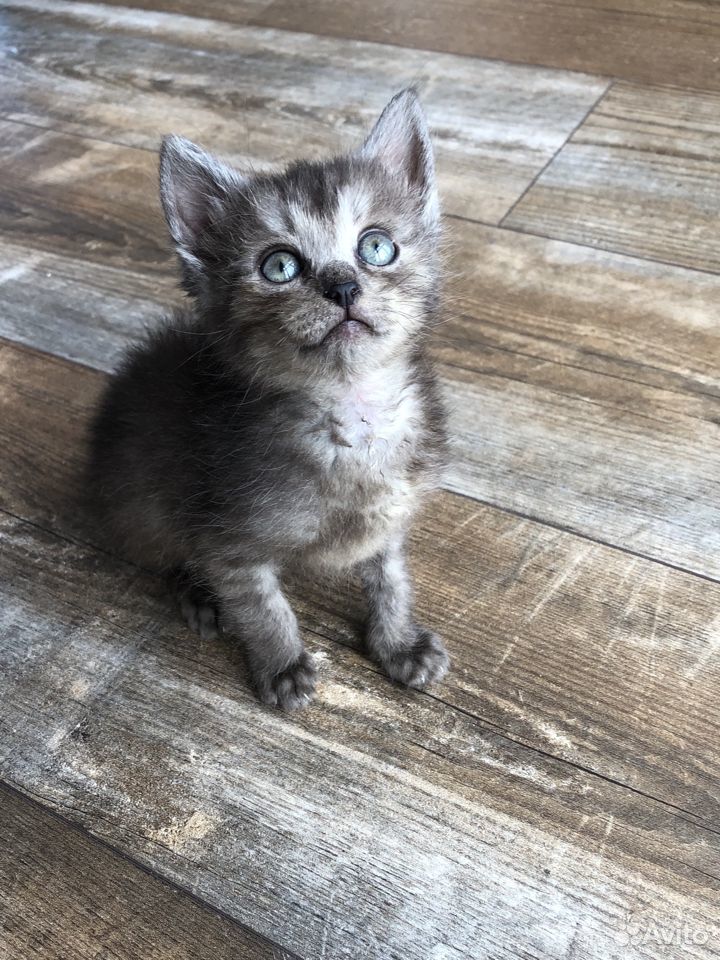 Котёнок в добрые руки