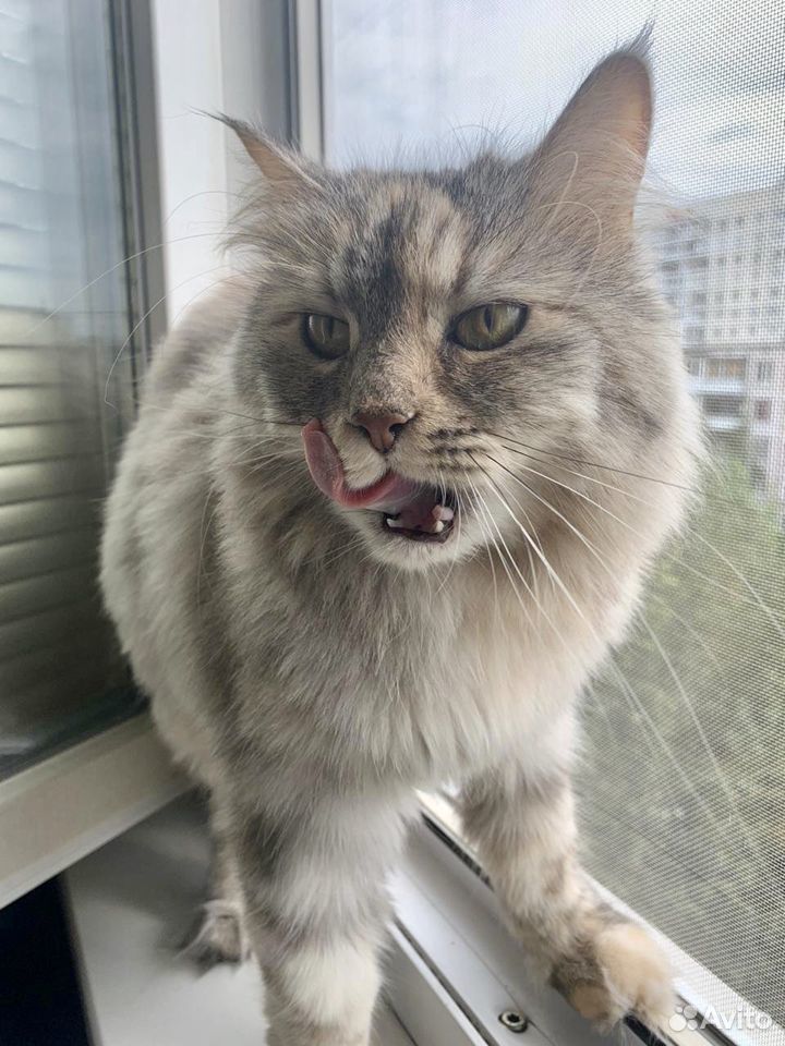 Кошка Пай