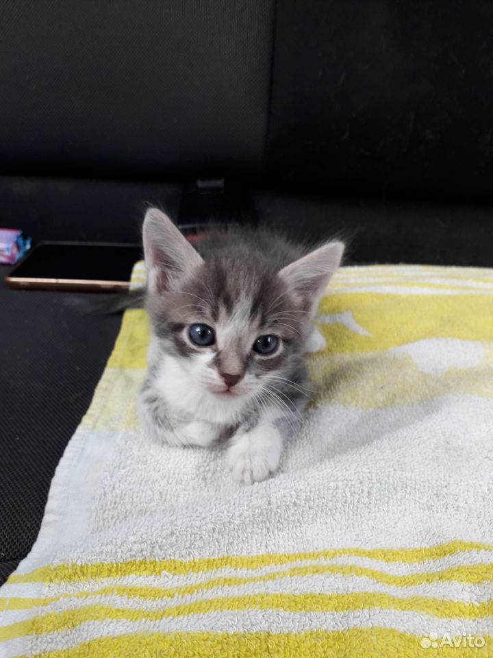 Котенку выброшенному в лесу нужен дом