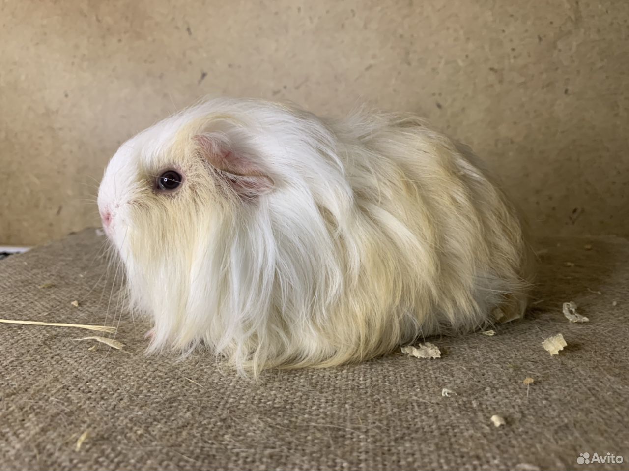 Морские свинки из питомника. Большой выбор