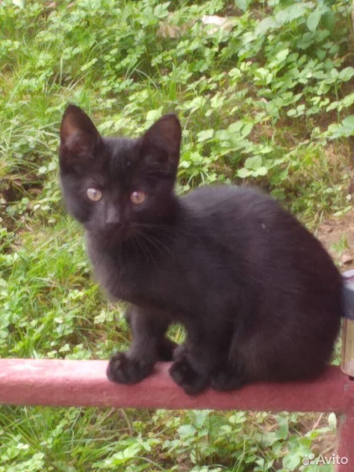 Обездоленным котам нужен дом