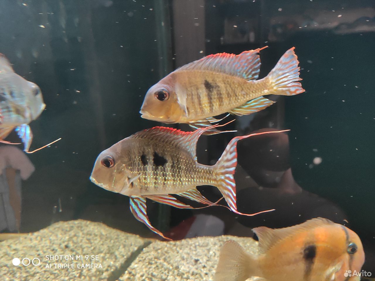 Красноголовый геофагус Тапажос