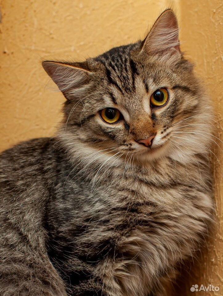 Котенок-подросток Лавруша в добрые руки