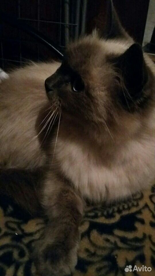 Кошка