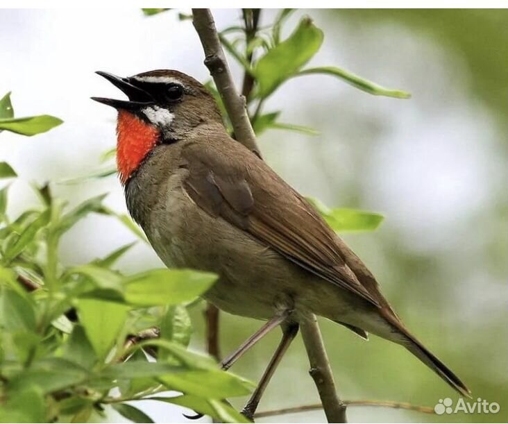 Соловей красношейка