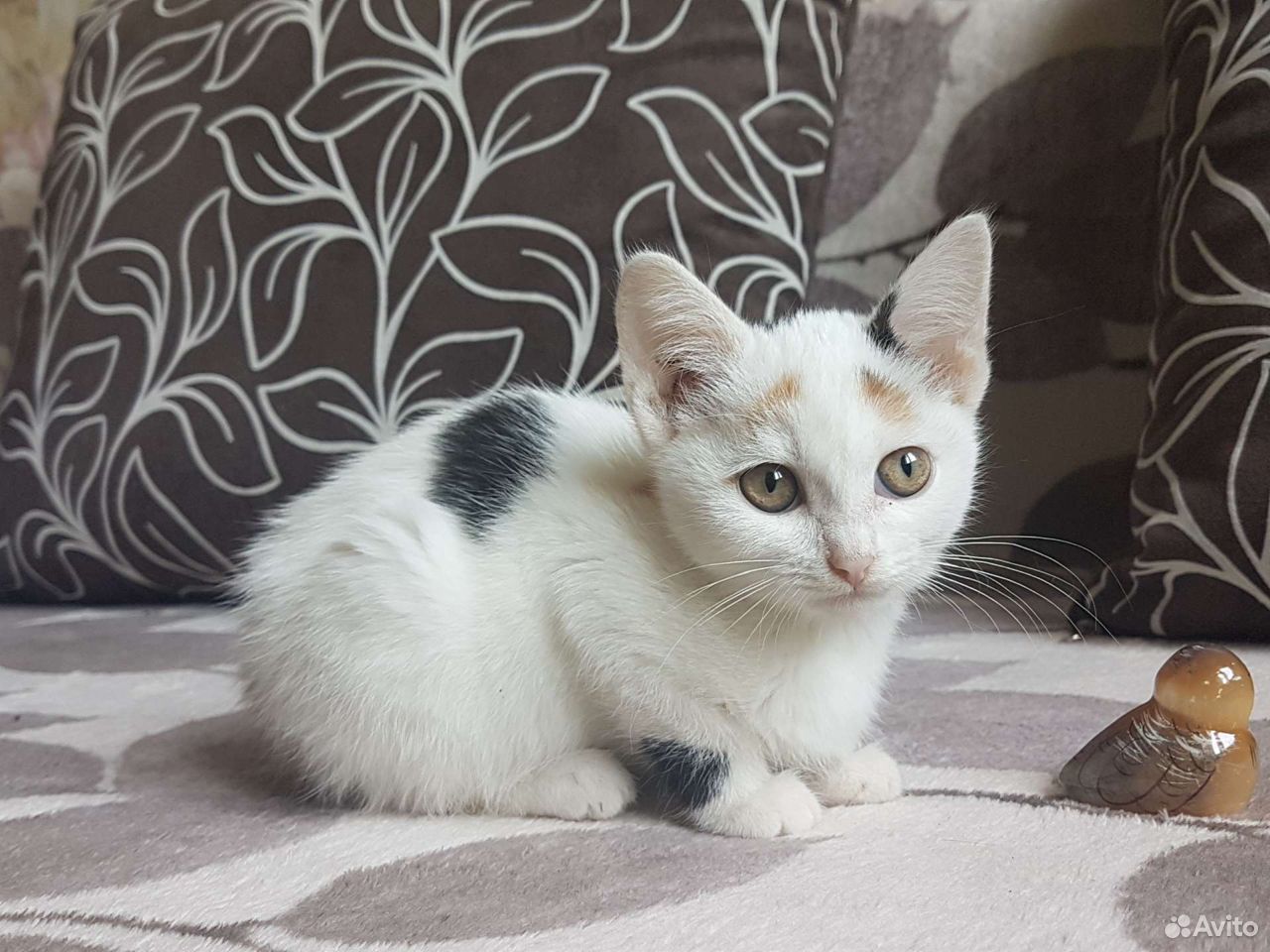 Котята трехцветные