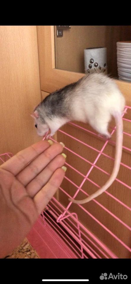 Крыса по имени мышка