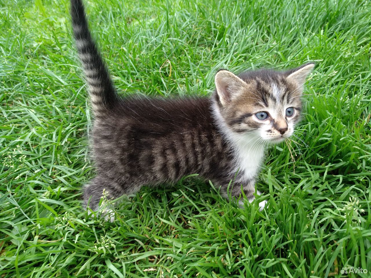 Отдам котёнка
