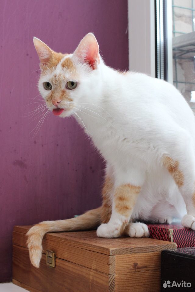 Кошка Лайма