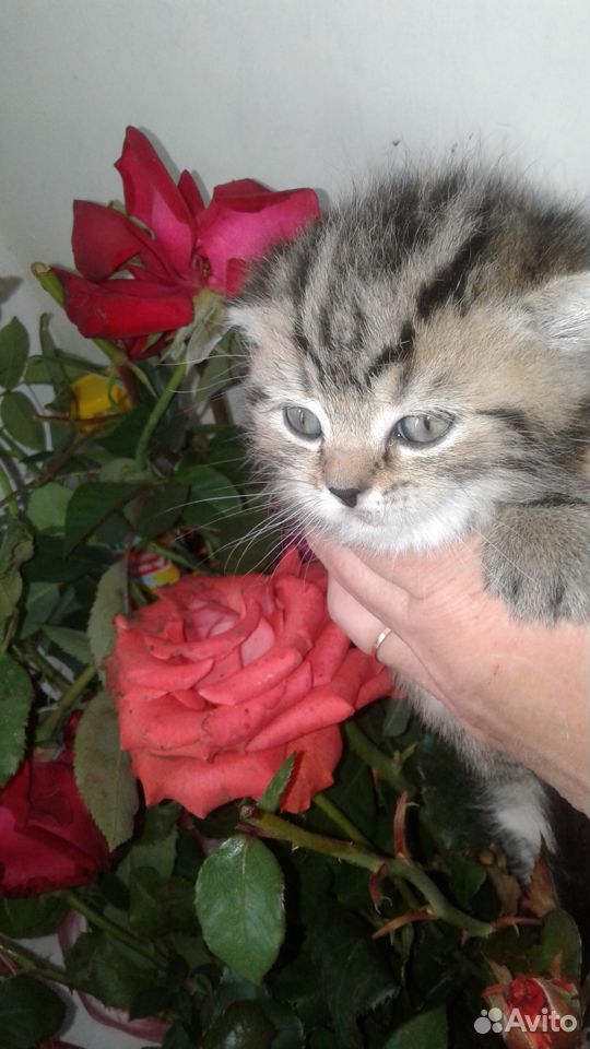 Кошка
